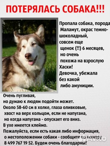 Потерялась собака Маламут. Девочка, 6 месяцев