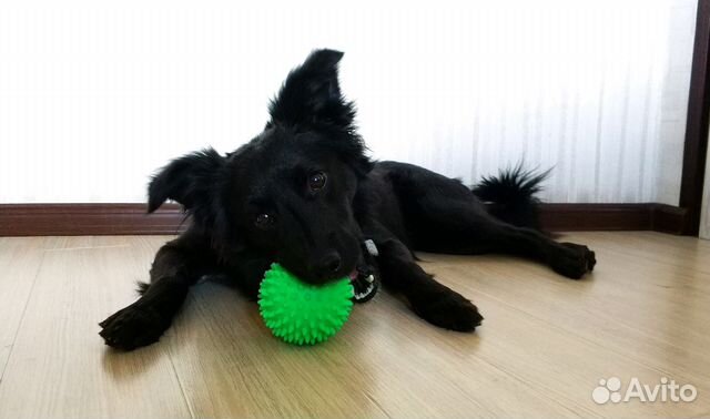 Пёс Чарли ищет семью