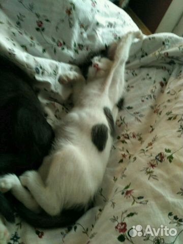 Котенок Виола в дом