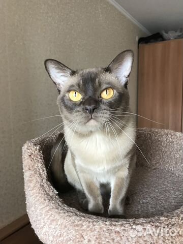 Шоколадный кот