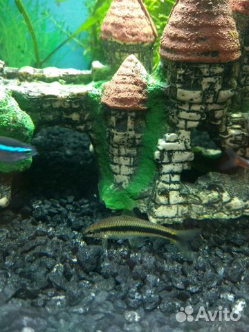 Бесплатно Сиамский водорослиед