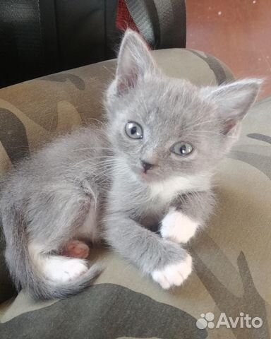 Котёнок в добрые руки