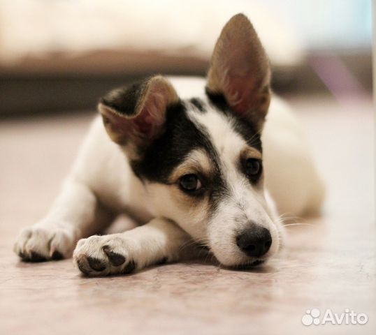 Нежная маленькая щенулька Долли