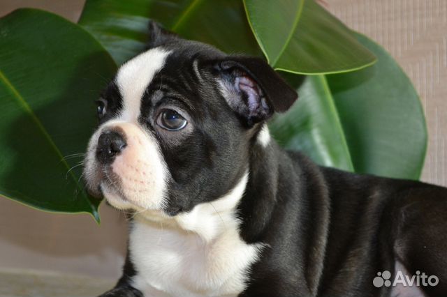 Щенки бостон-терьера