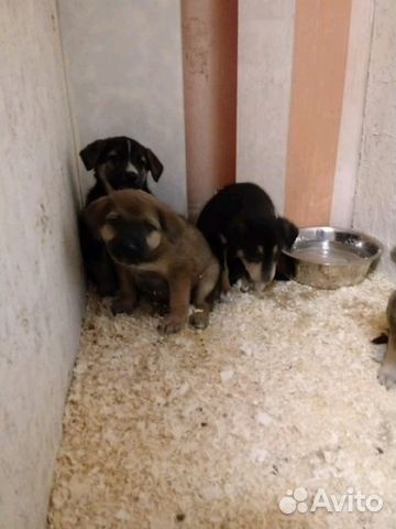 Щенок из приюта в добрые руки