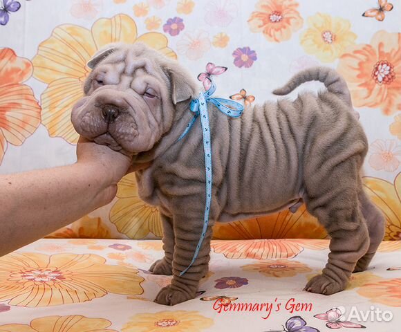 Щенки шарпея изумительного лилового окраса