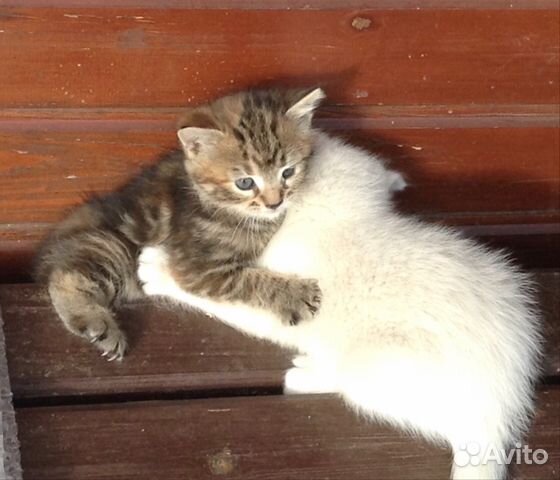 Котята2,5 месяца