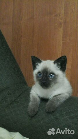 Сиамский котенок (мальчик), 1,5мес