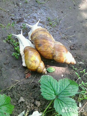 Удитки ахатины