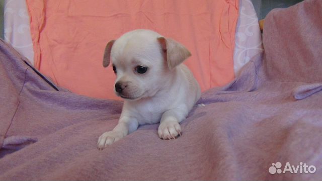 Настоящий блондин чих г/ш