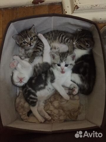 Отдам котят