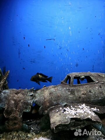 Трофеус Бемба