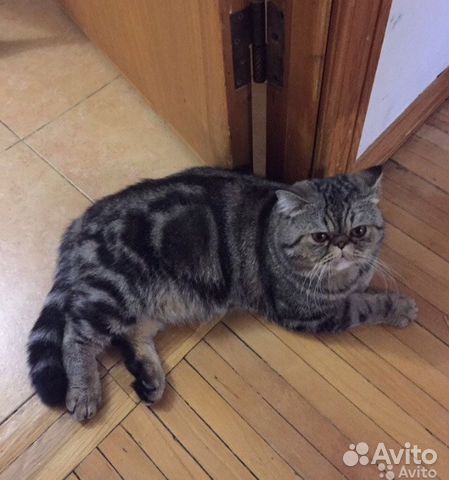 Кот экзот