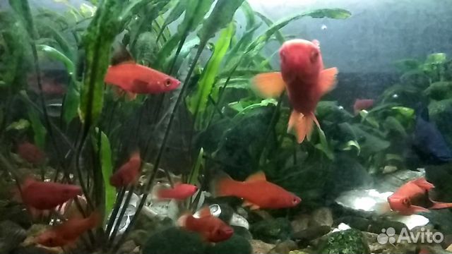 Мальки меченосцев