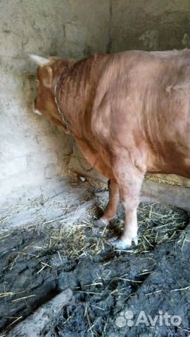 Корова с телкой и бык полтара года