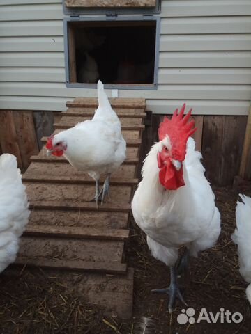 Цыплята Бресс Гальской породы