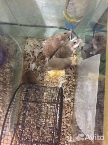 Мастомисы подростки