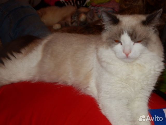 Милашки рэгдолл