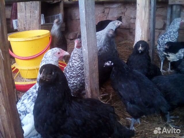 Австралорп, юрловские, пушкинские, фавероль