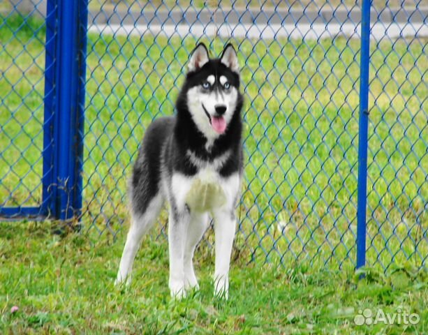 Сибирская хаски девочка подросток