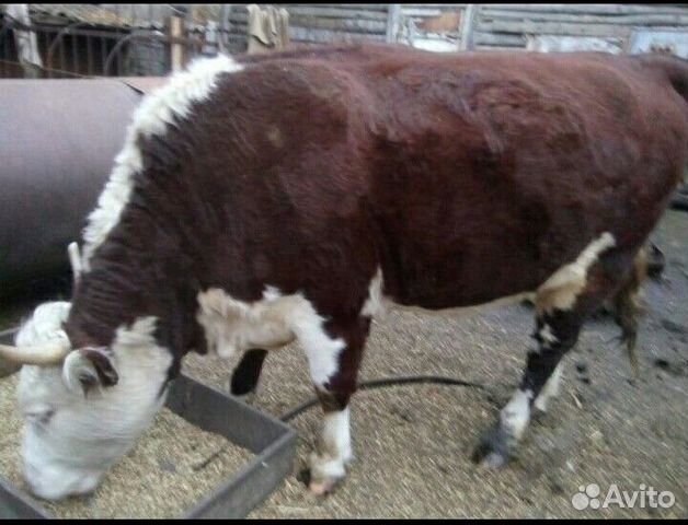 Продаю телку