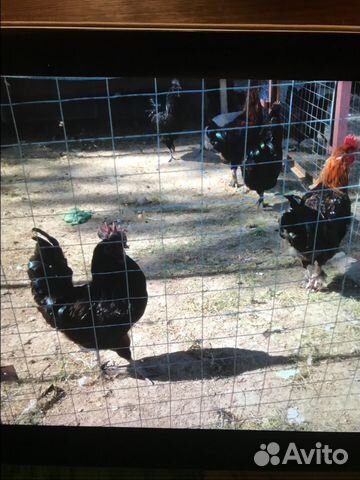 Ухецилюй, Фавероль