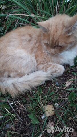 Шикарный крупный рыжий кот нуждается в доме