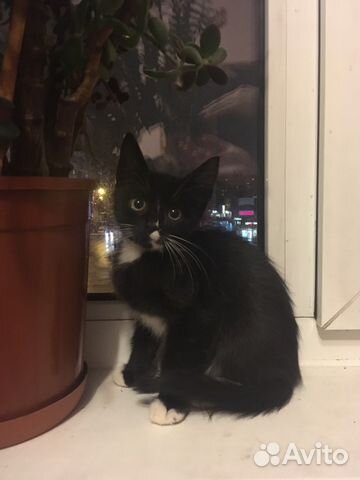 Котёнок Балу