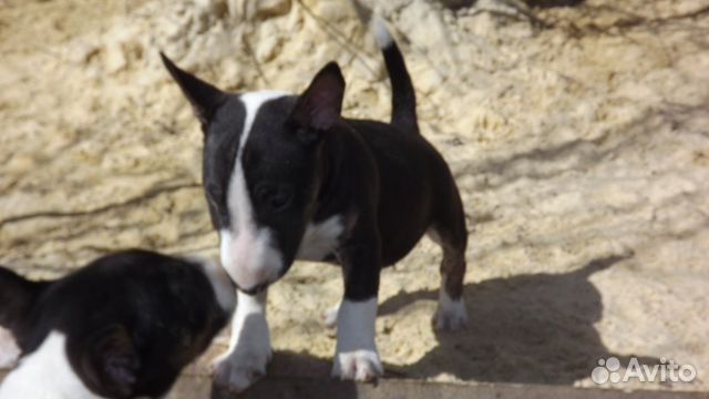 Минибулочка