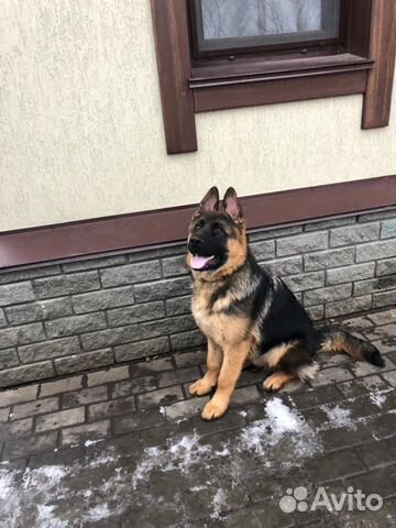 Супер щенок