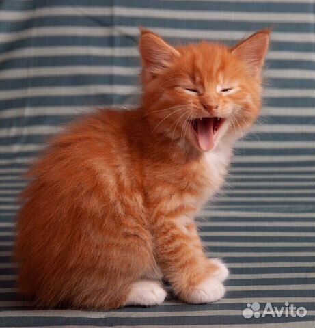 Рыжий мальчик хочет домой