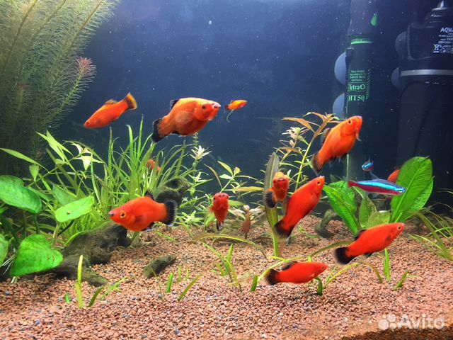 Пецилии красные