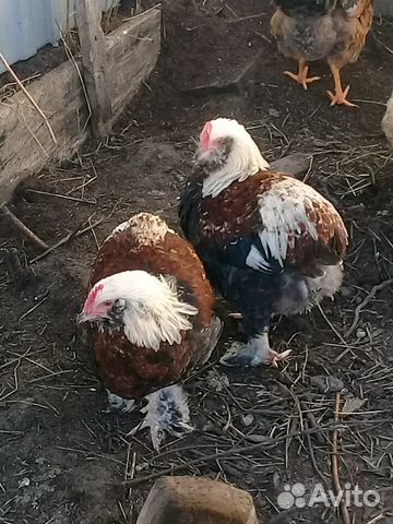 Петухи породы кучинский и фавероль