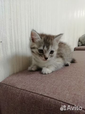 Продам кошечку