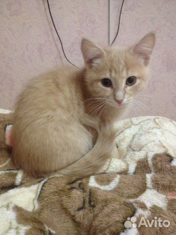 Котенок