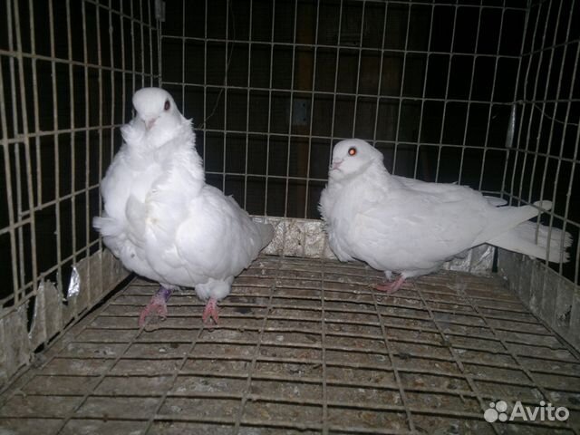 Голуби разных пород, молодежь