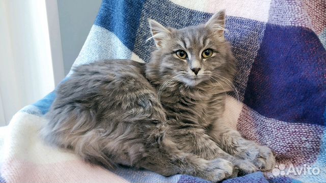 Котёнок-девочка