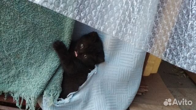 Котенок беспородный с богатым внутренним миром