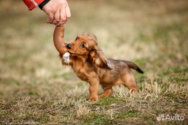 Длинношерстные рыже-мраморные очаровашки
