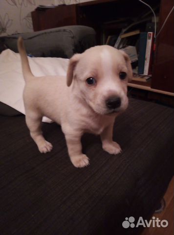 Отдам щенка английского той-терьера,кобель,1 месяц