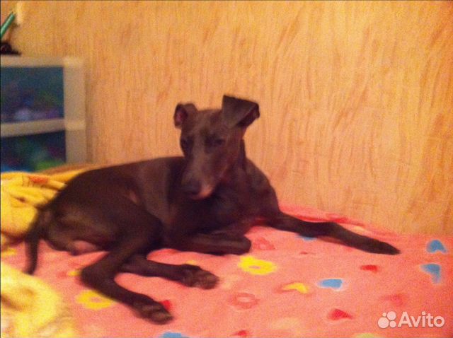 Продам левретку