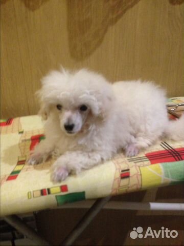 Продаётся щенок той-пуделя