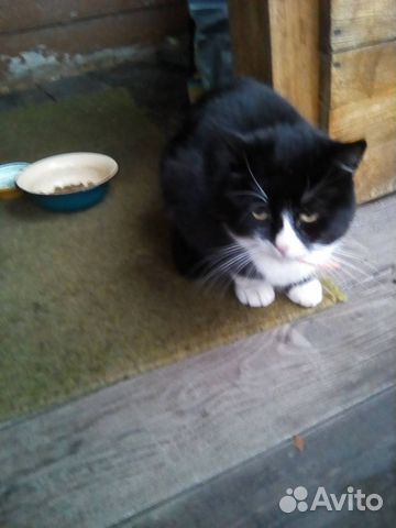 Воспитанный домашний кот в хорошие руки