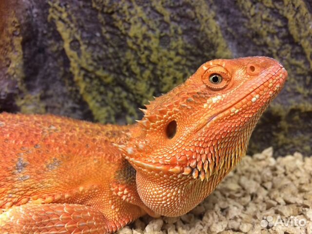 Бородатая агама