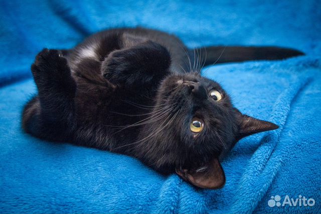 Два шикарных котэ ждут вас для знакомства