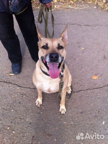 Ищу хозяина