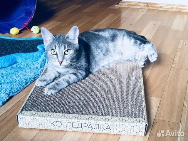 Игривая и нежная Марта ищет семью