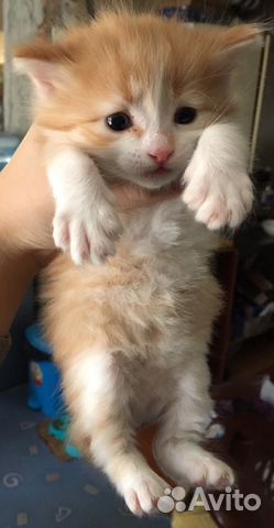 Помесь Курильский бобтейл