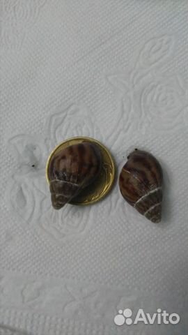 Продаю улиток Ахатины