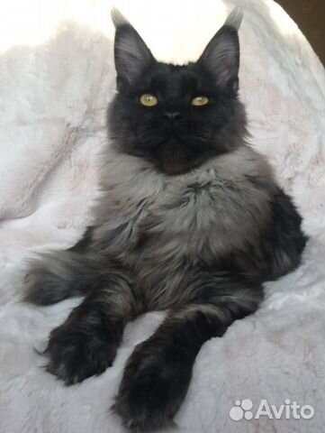 Котик чёрный дым